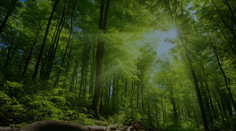 2021 Tree Care Producer's Guide - NIP Group